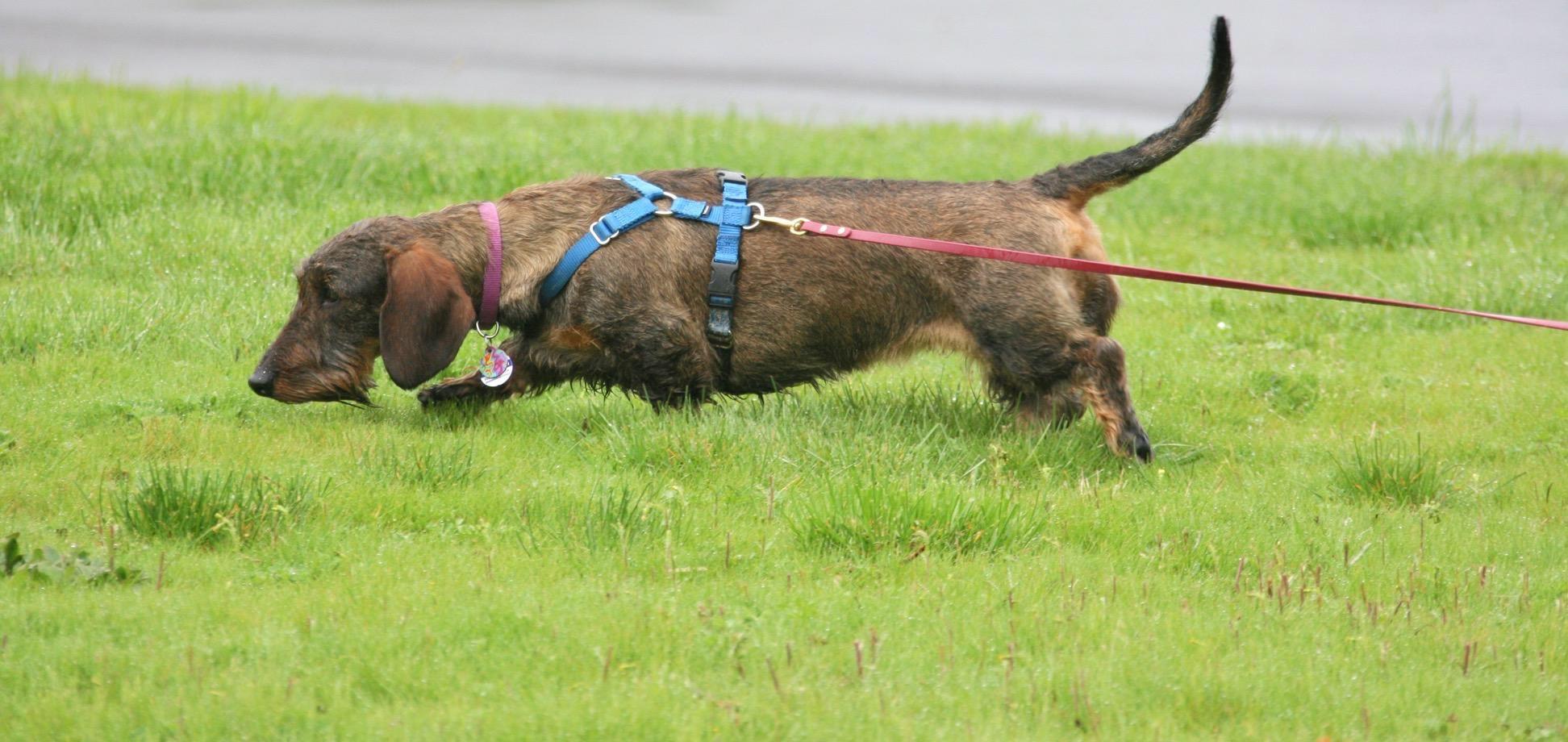 Tracking – Dachshund Club of America