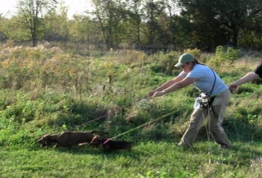 Field Trials – Dachshund Club of America