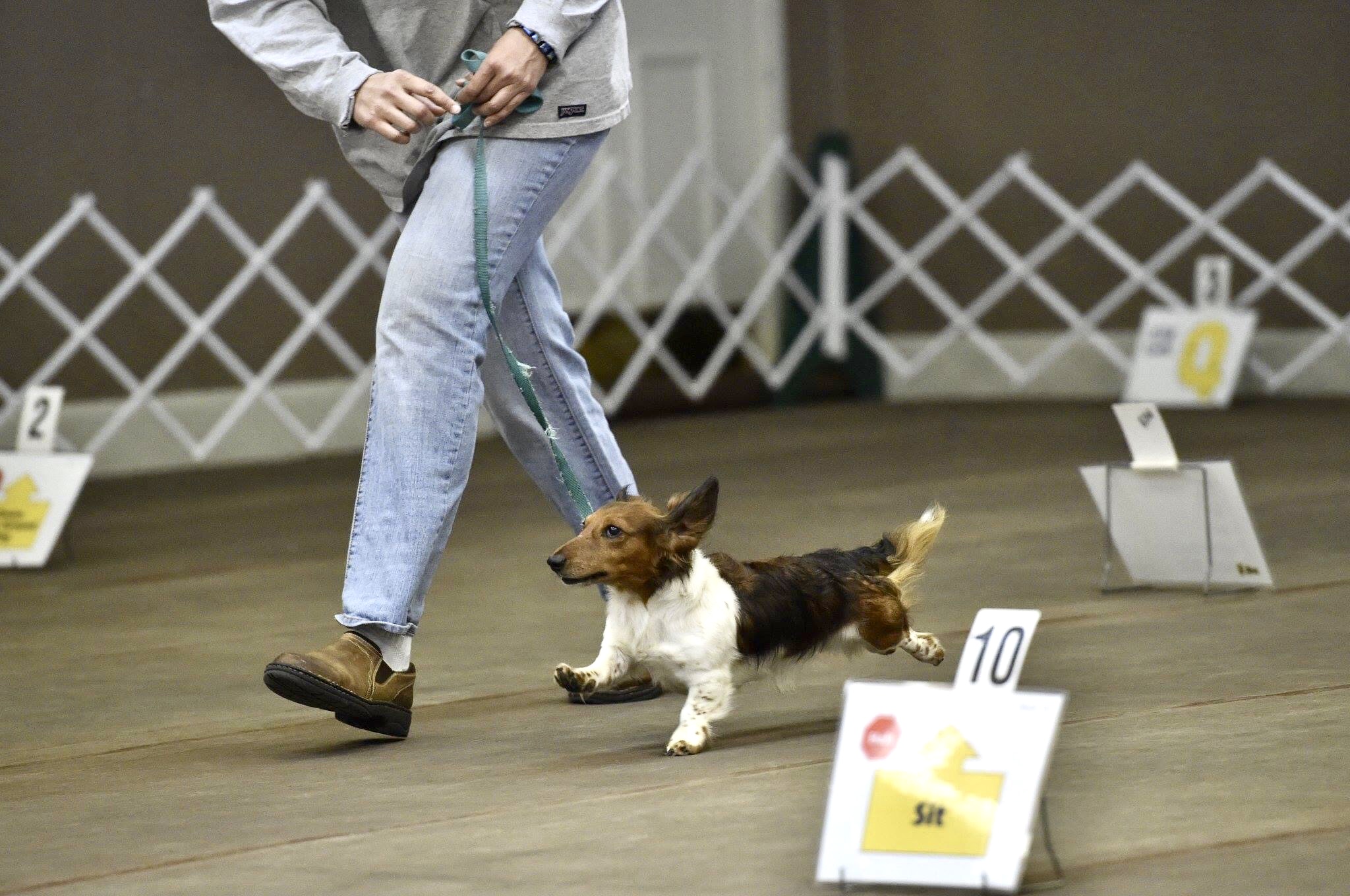 Rally Obedience – Dachshund Club of America